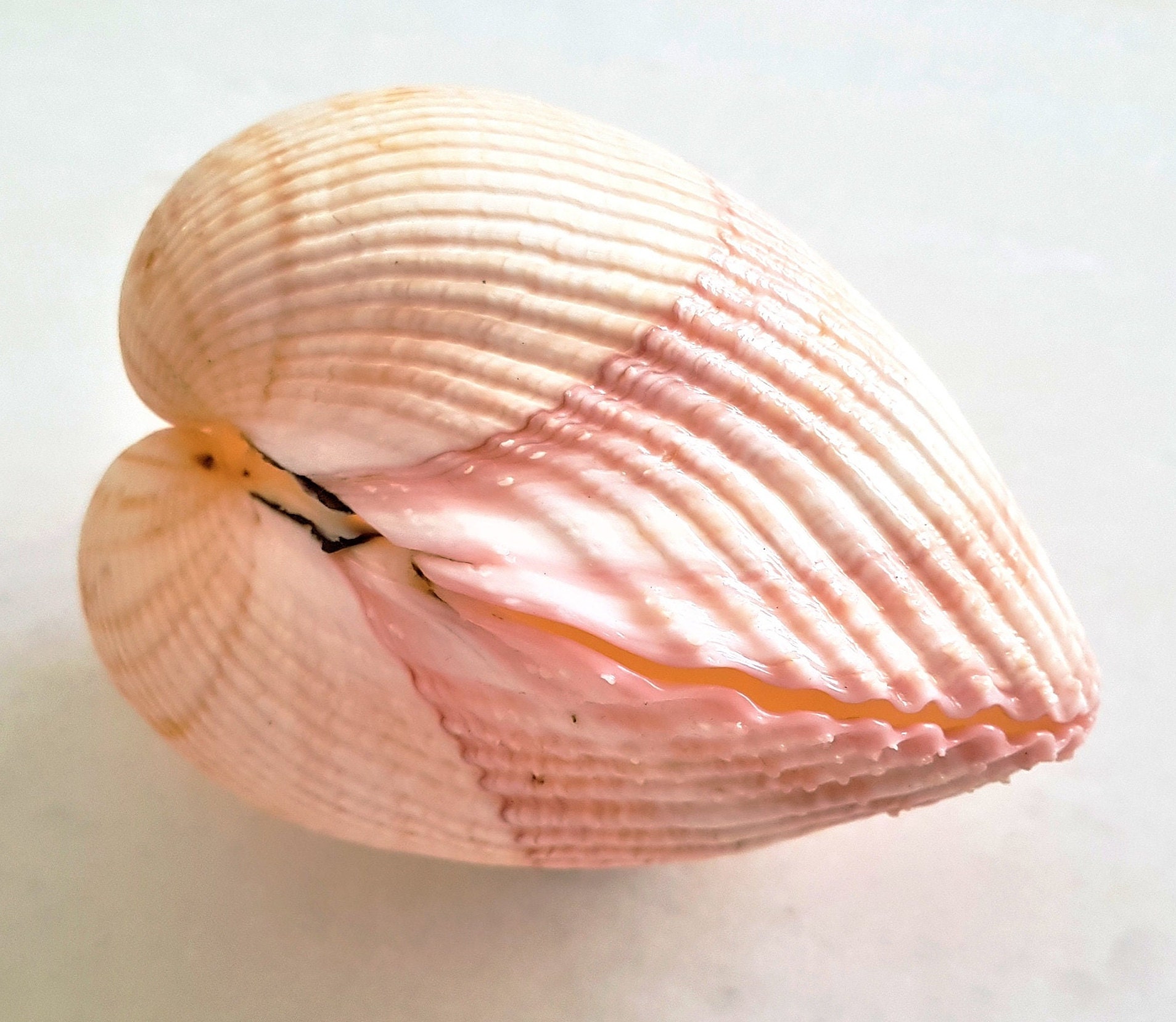 Seashell Plagiocardium Pseudolima Cardiidae Giant Heart Cockle Giant ...