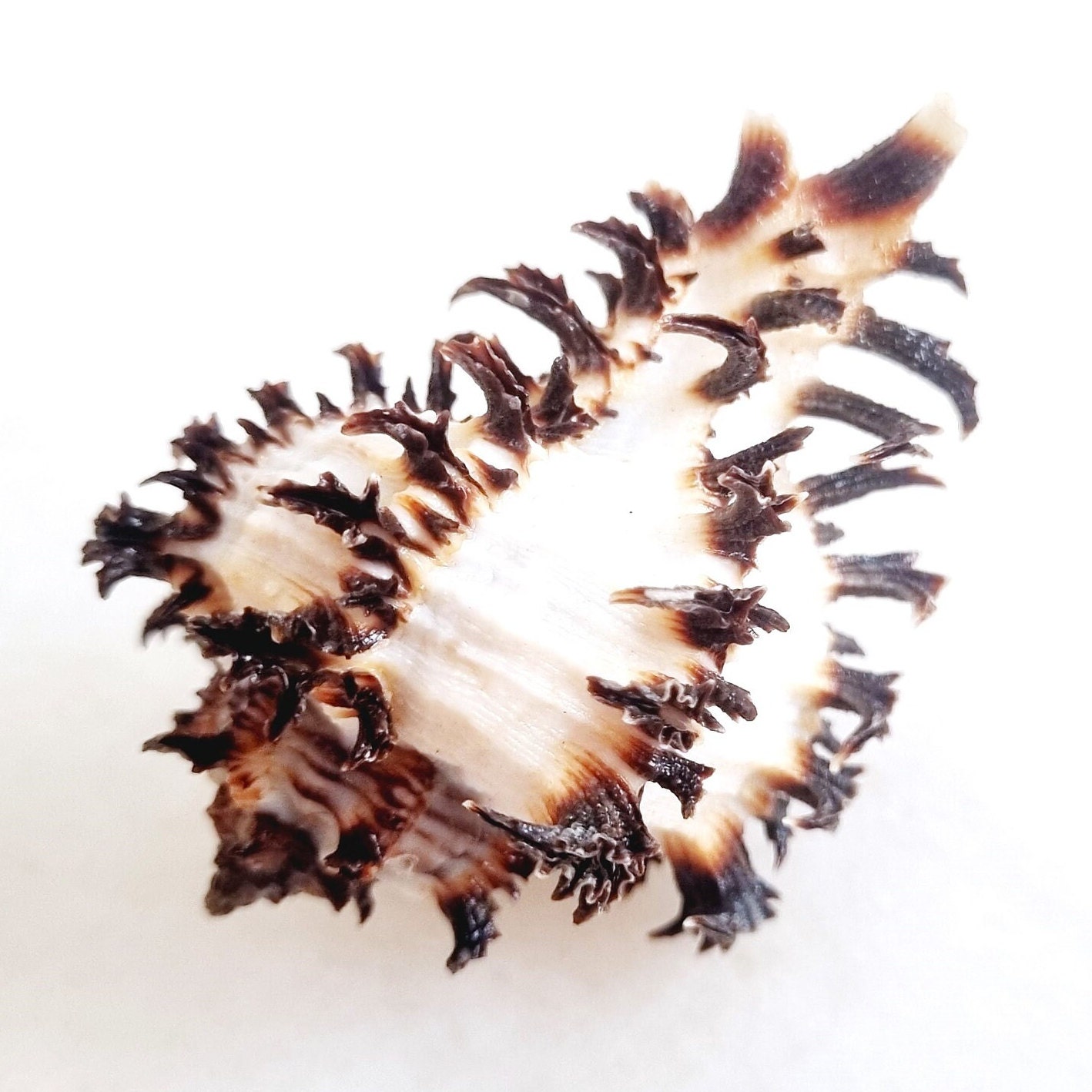 Seashell Hexaplex Cichoreum Muricidae Endive Murex Dwarf Male Aesthetic ...