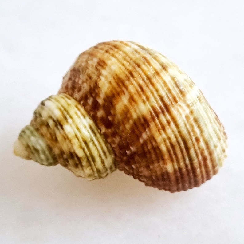 Seashell Turbo Argyrostomus Turbinidae Turban Snails Turban Shell ...