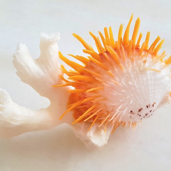 Spondylus Shell - Etsy