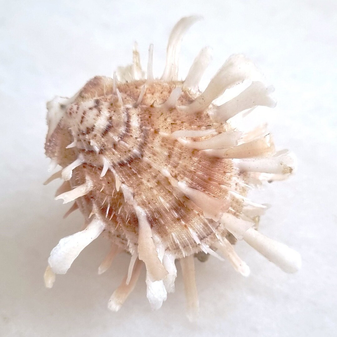 Seashell Spondylus Variegatus Thorny Oyster Spondylidae Natural History ...