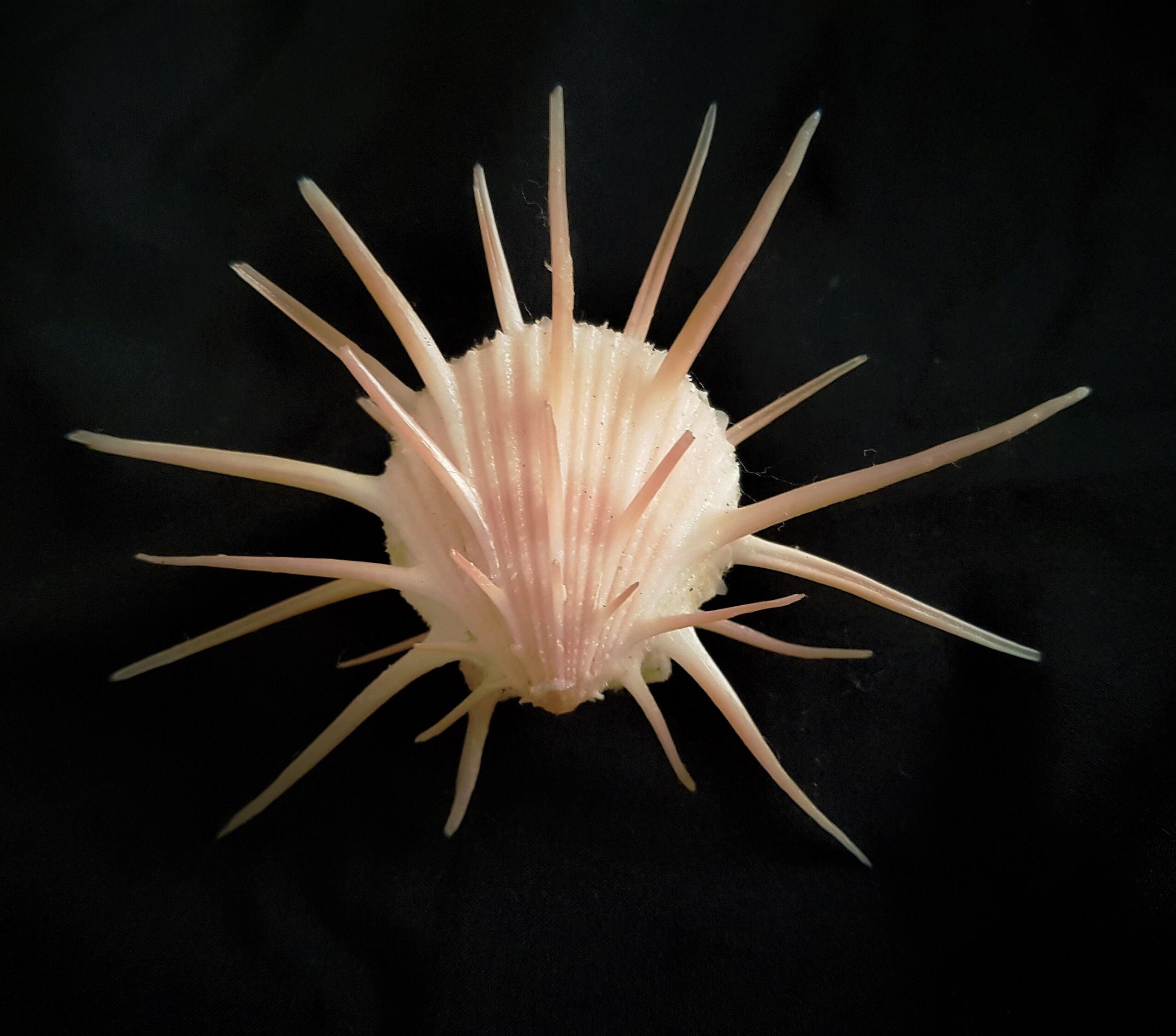 Seashell Spondylus Imperialis Spondylidae Imperial Thorny - Etsy