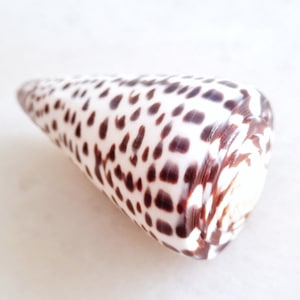 Seashell Conus Leopardus Conidae Leopard Cone Classic Pattern ASMR ...