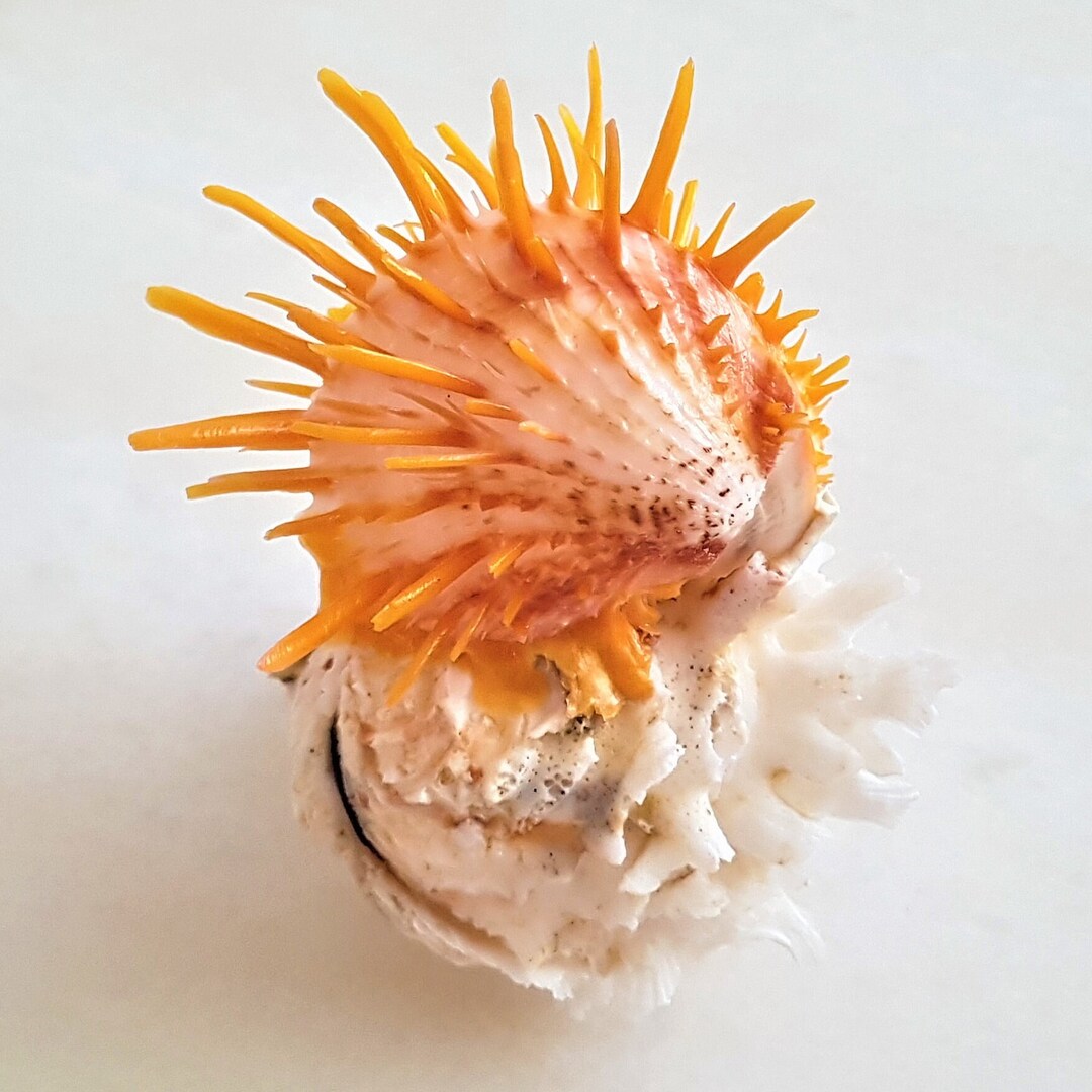 Seashell Spondylus Versicolor Spondylidae Thorny Oyster Coral Chama ...