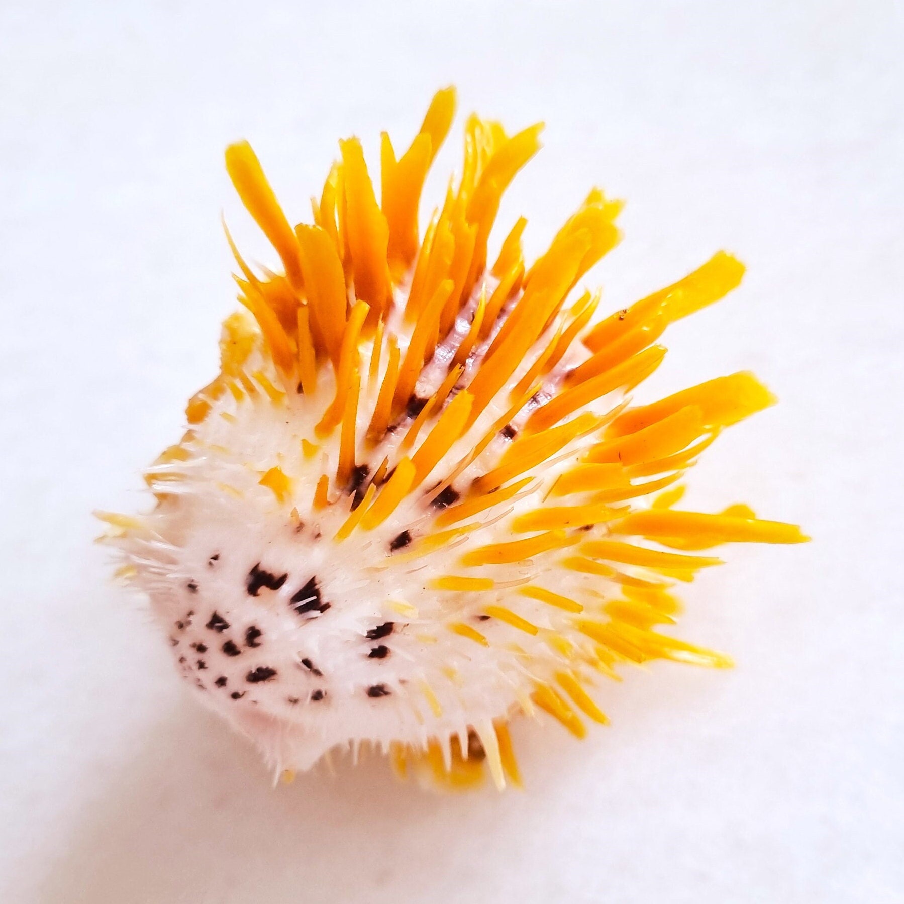 Seashell Spondylus Versicolor | Spondylidae | Thorny Oyster | Natural ...