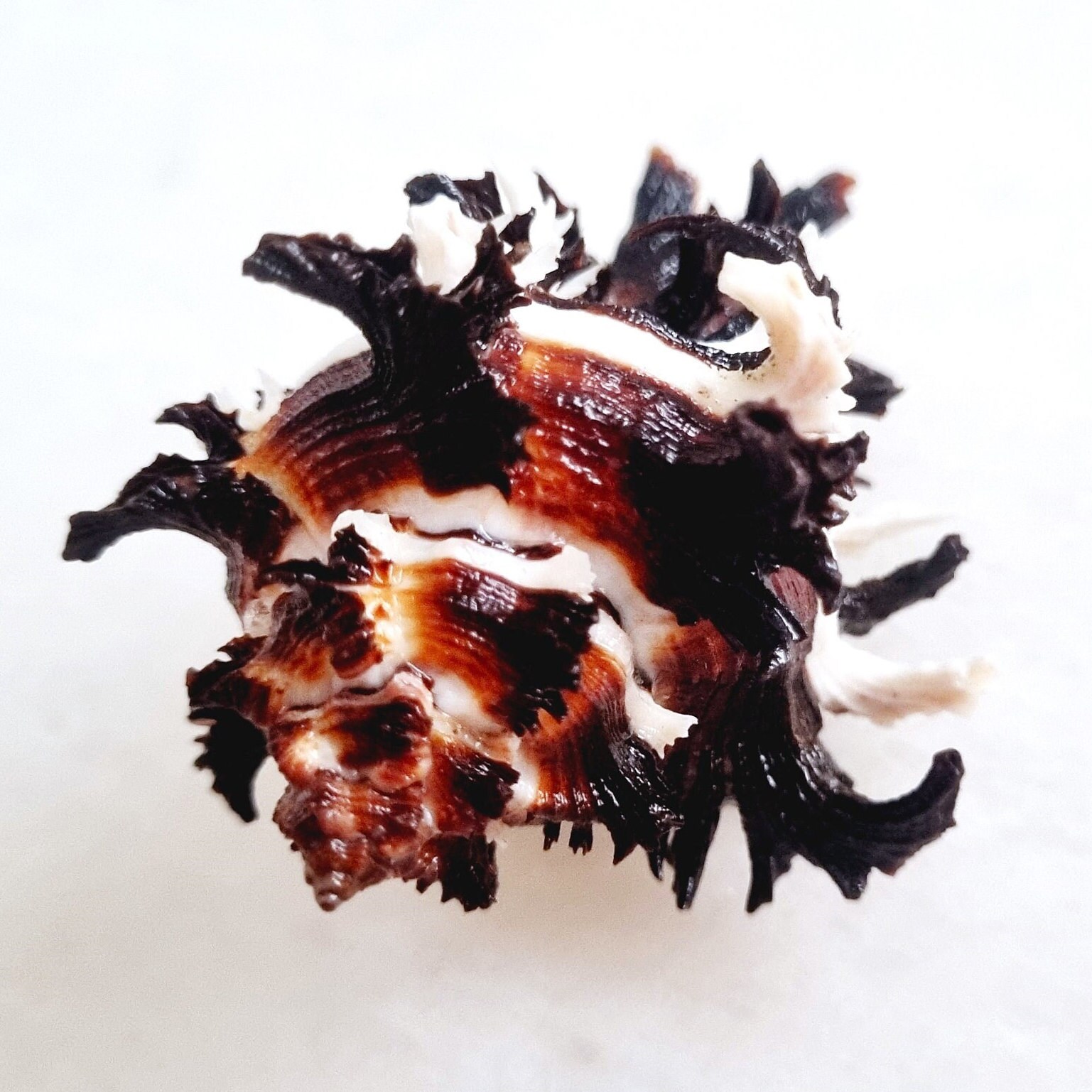 Seashell Hexaplex Cichoreum Muricidae Endive Murex Dwarf Male Aesthetic ...