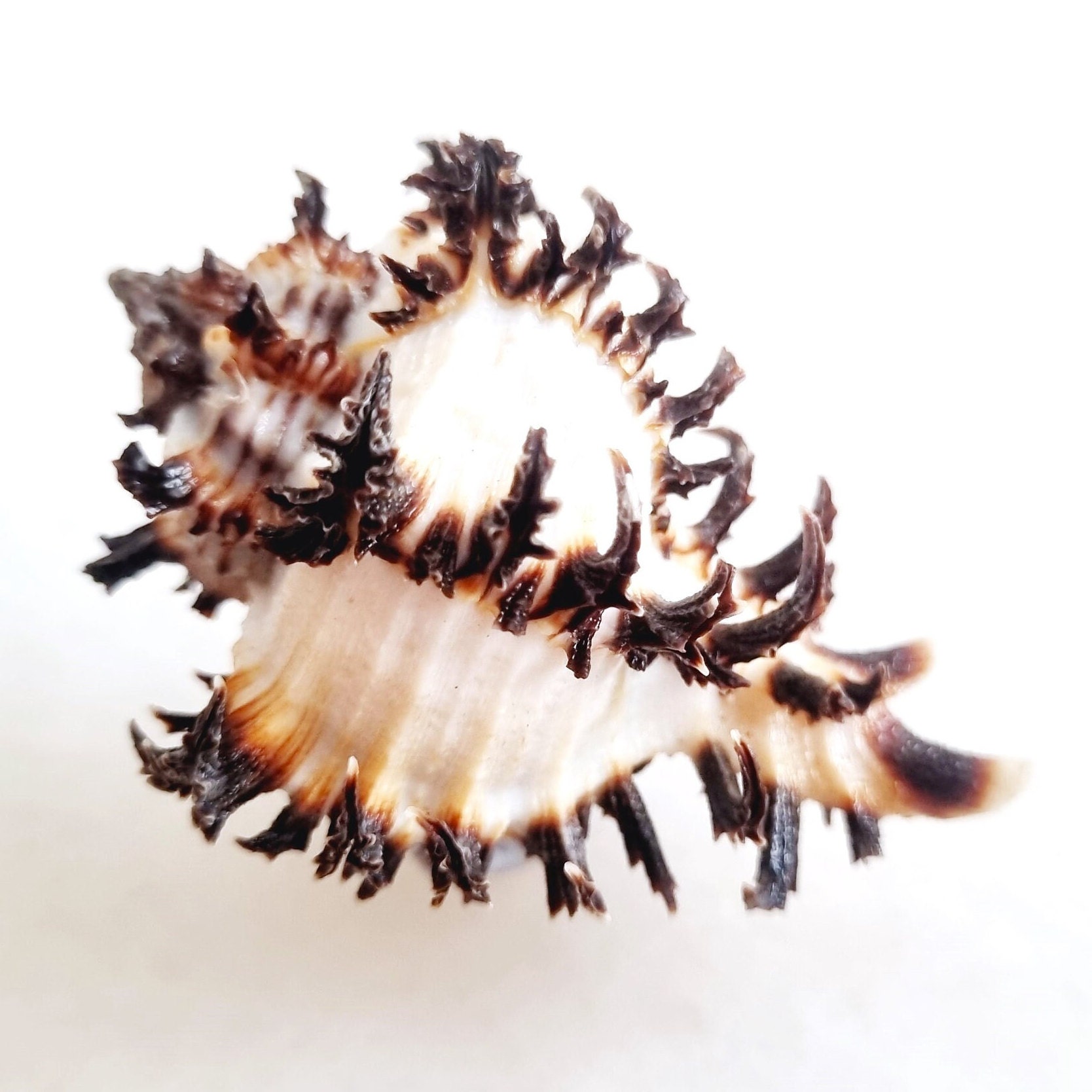 Seashell Hexaplex Cichoreum Muricidae Endive Murex Dwarf Male Aesthetic ...