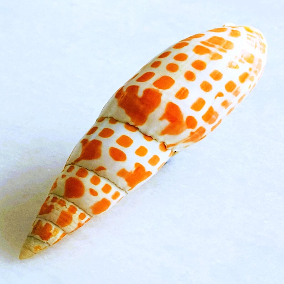 Seashell Mitra Mitra | Mitridae | Papal Mitre | Episcopal Miter | Large ...