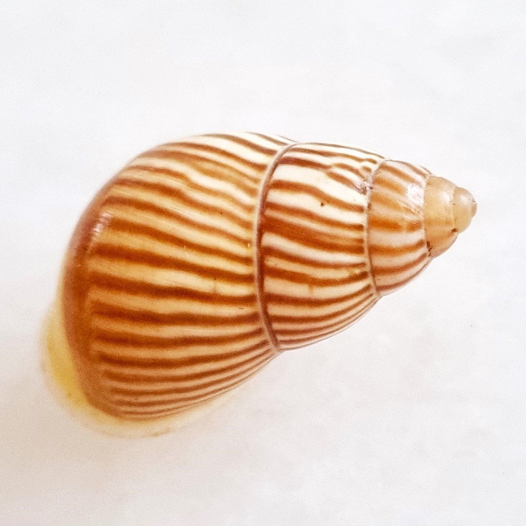 Landsnail Amphidromus Sumatranus Jacobsoni | Indonesian Endemic ...