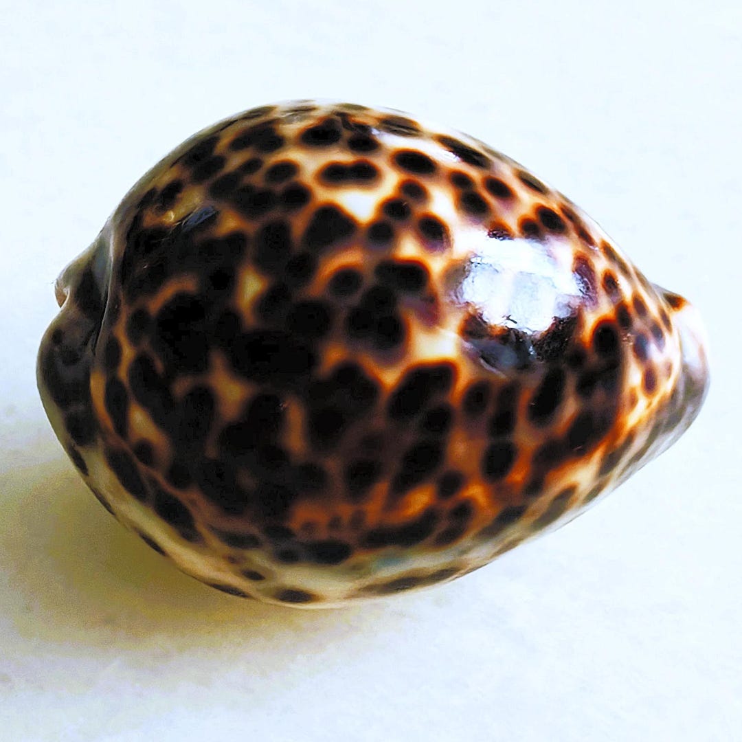 Seashell Cypraea Tigris | Cypraeidae | Tiger Cowrie | Rare Australian ...