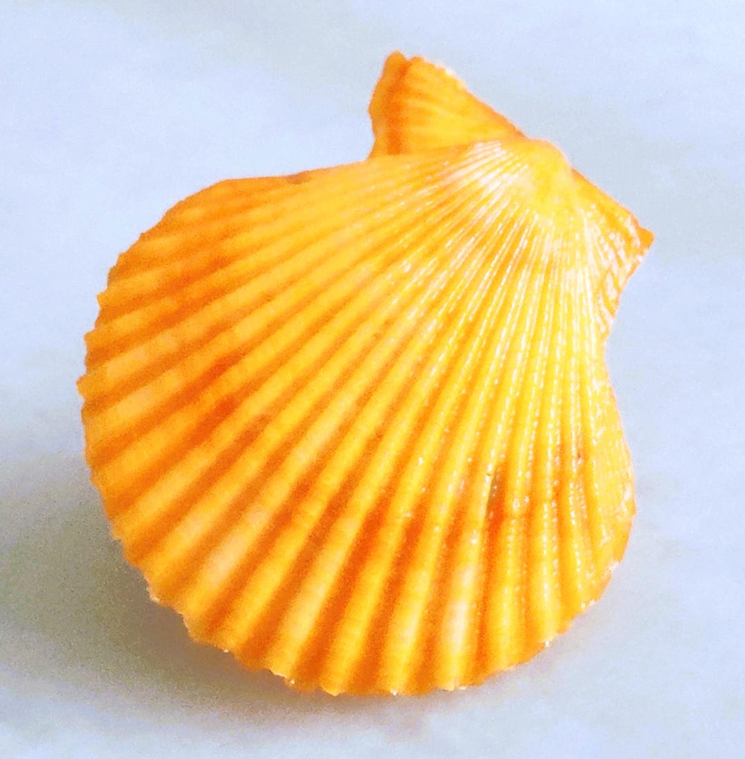 Seashell Mimachlamys Sanguinea | Pectinidae | Senatorial Scallop ...