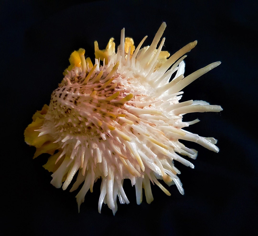 Seashell Spondylus Spectrum Spondylidae Thorny Oyster Aesthetic ...