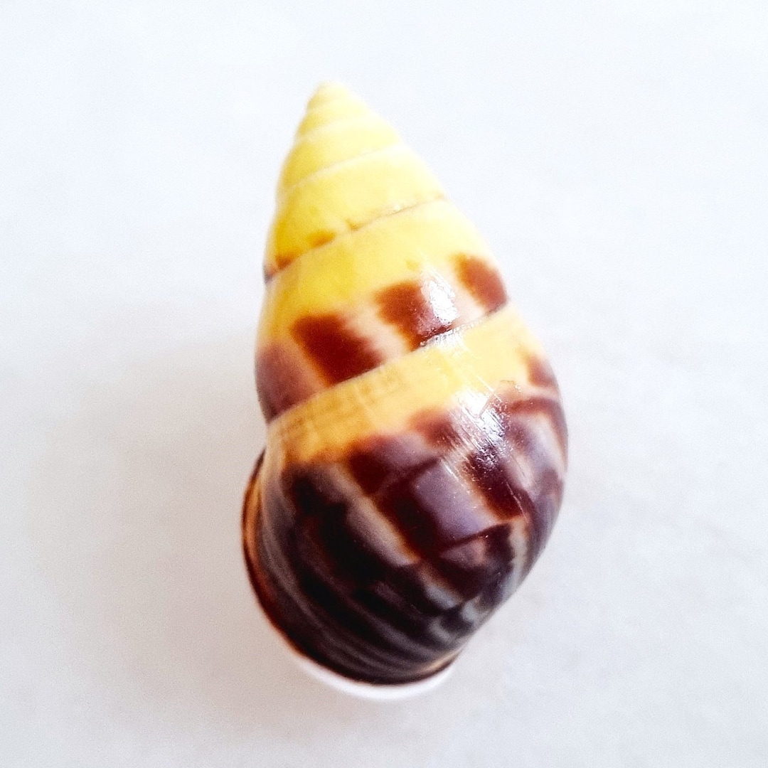 Landsnail Amphidromus Perversus Butoti | Indonesian Endemic Landsnail ...