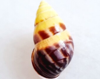 Landsnail Amphidromus Perversus Melanoma Indonesian Endemic Landsnail ...