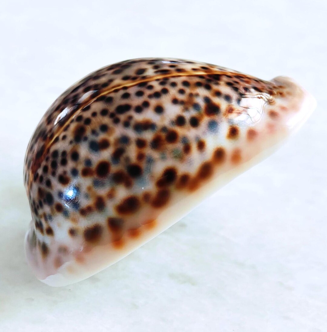 Seashell Cypraea Pantherina Catulus | Cypraeidae | Panther Cowrie ...