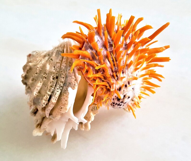 Seashell Spondylus Versicolor Spondylidae Exceptional Spiny - Etsy