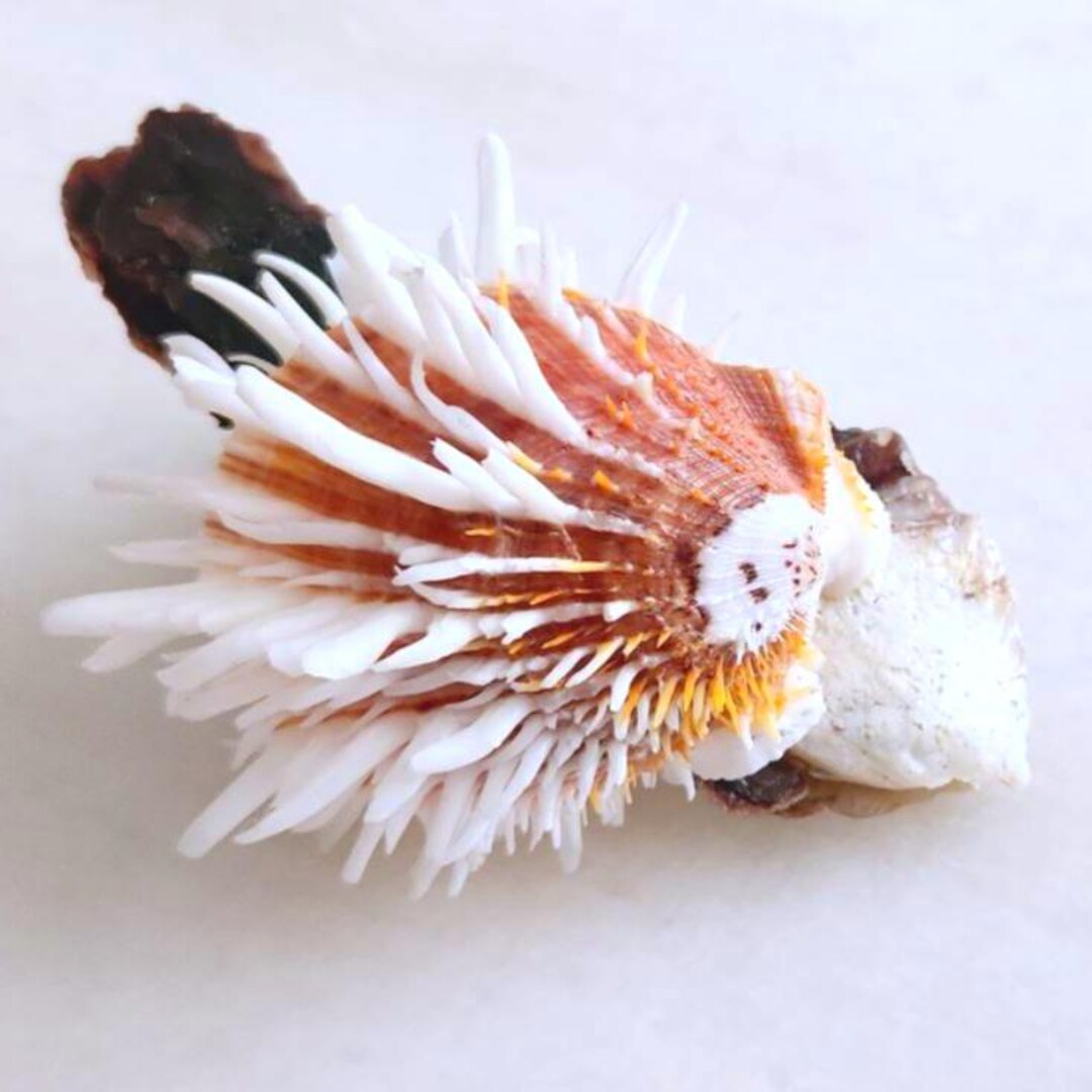 Seashell Spondylus Albibarbatus | Spondylus Aurantius | Spondylidae ...