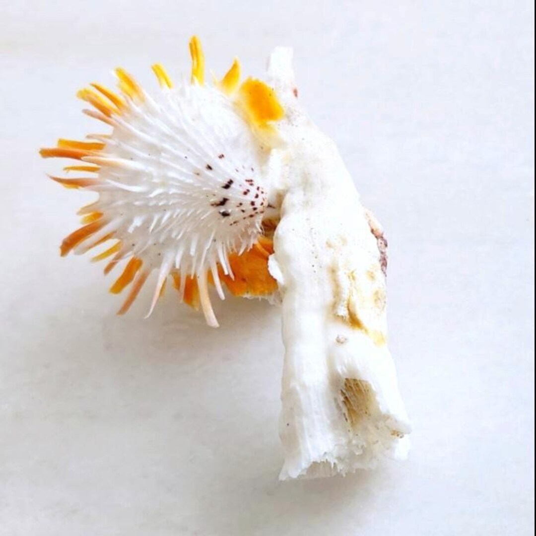 Seashell Spondylus Echinatus Zonalis | Spondylidae | Natural History ...