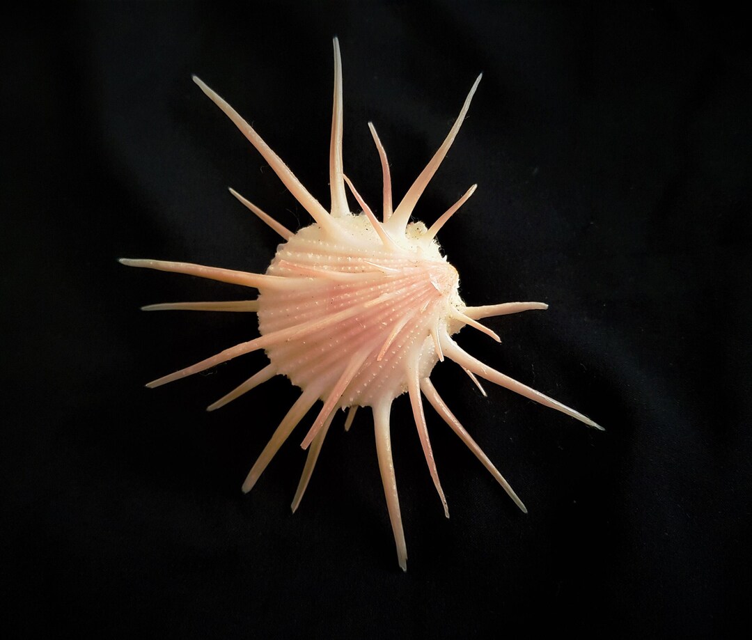 Seashell Spondylus Imperialis Spondylidae Imperial Thorny Oyster ...