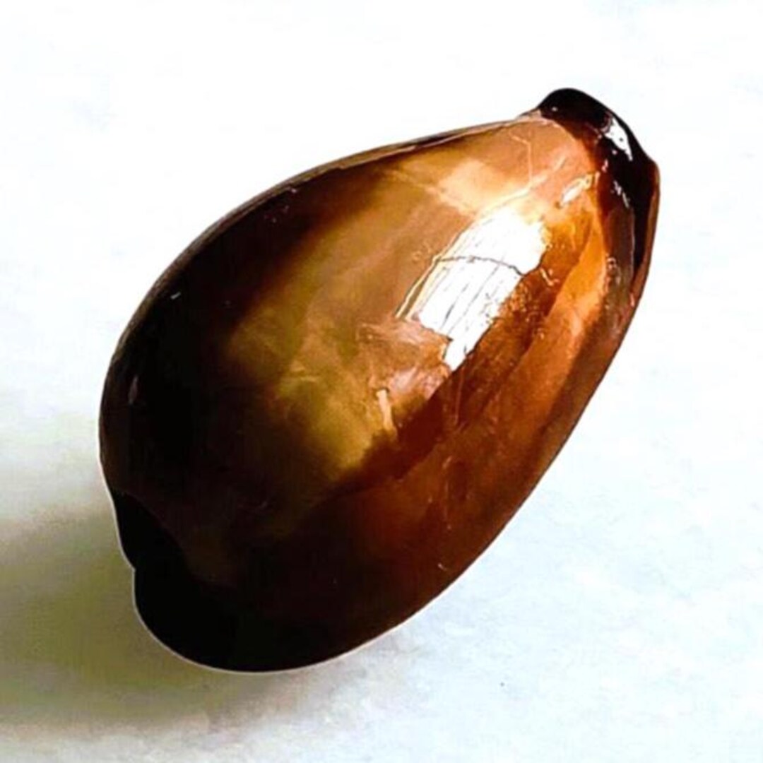 Seashell Cypraea Adusta Persica | Cypraeidae | Chocolate Cowrie ...