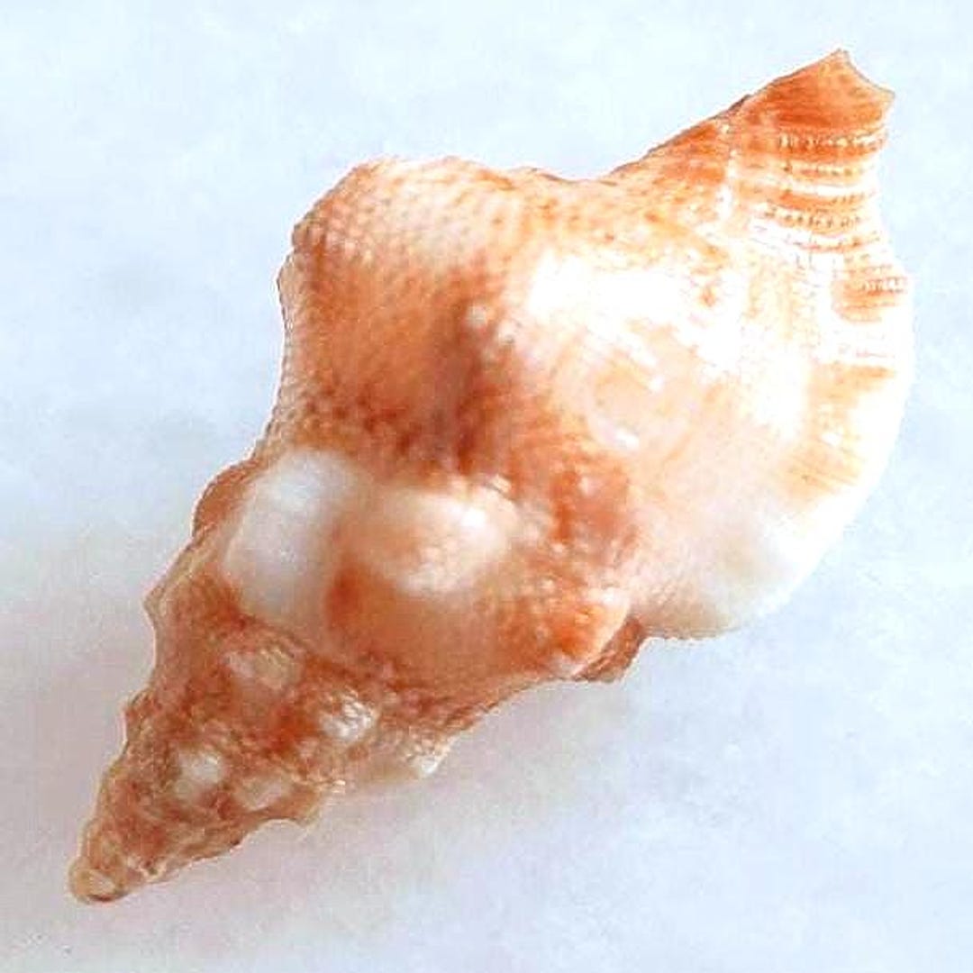 Seashell Sassia Bassi | Ranellidae | Cymatiidae | Bass Strait Triton ...