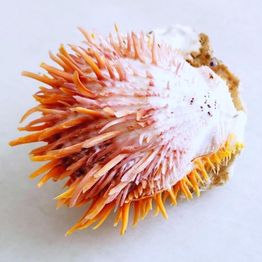 Seashell Spondylus Versicolor | Spondylidae | Aesthetic Thorny Oyster ...
