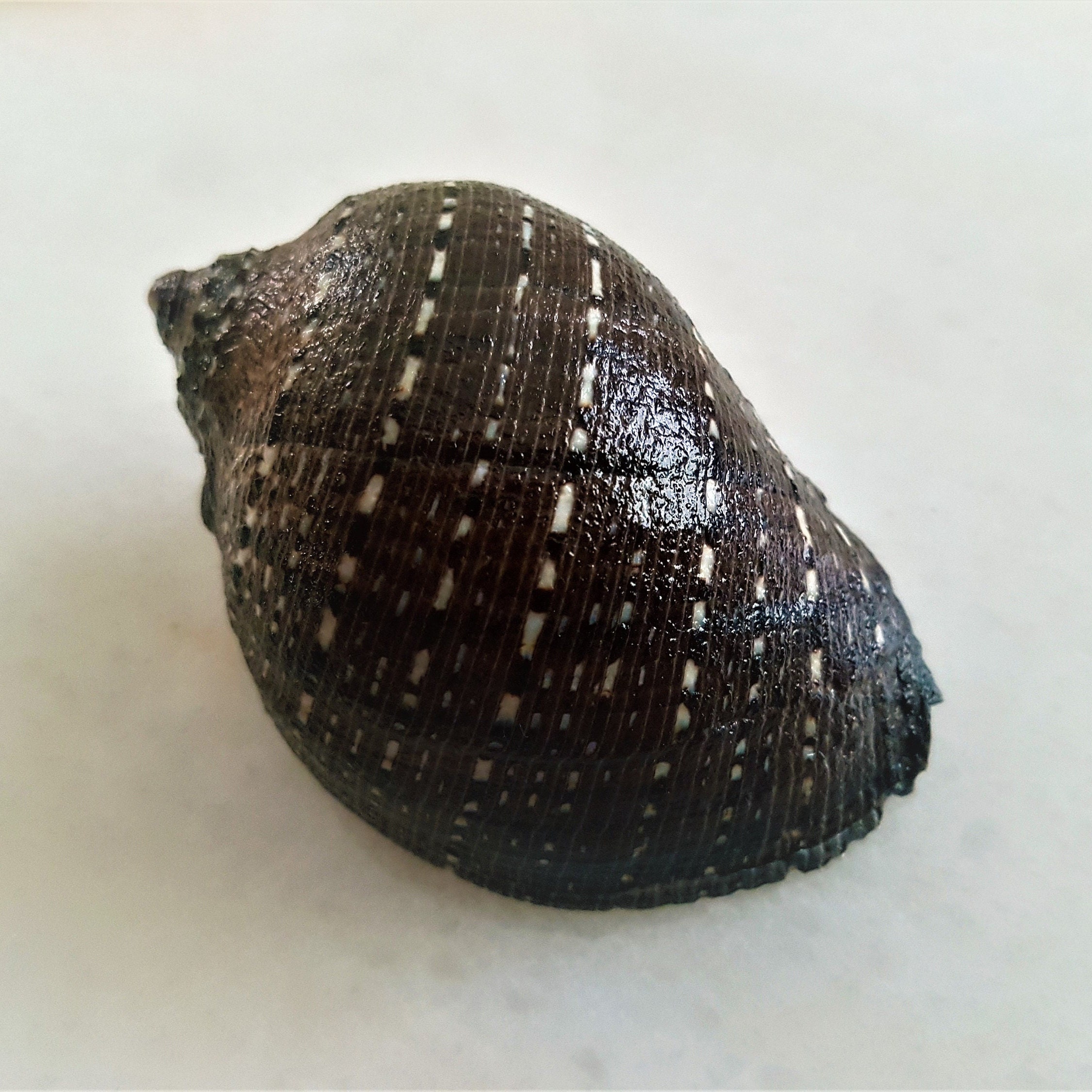 Murex Sea Snail