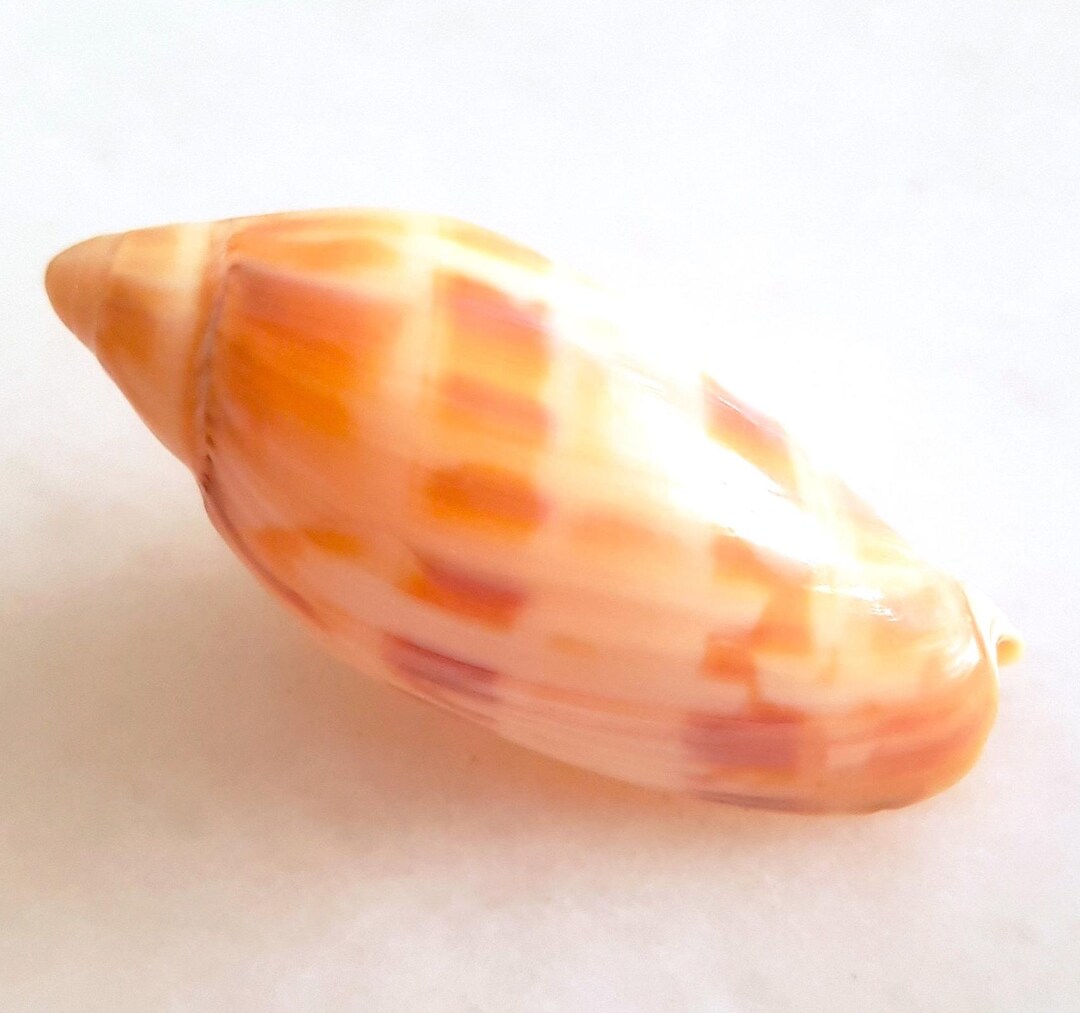 Seashell Voluta Amoria Maculata Caroli | Volutidae | Carol's Volute ...