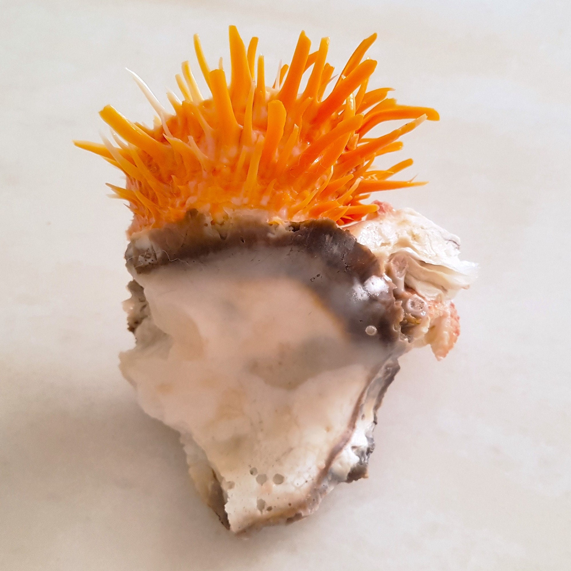 Seashell Spondylus Versicolor | Spondylidae | Thorny Oyster | Natural ...