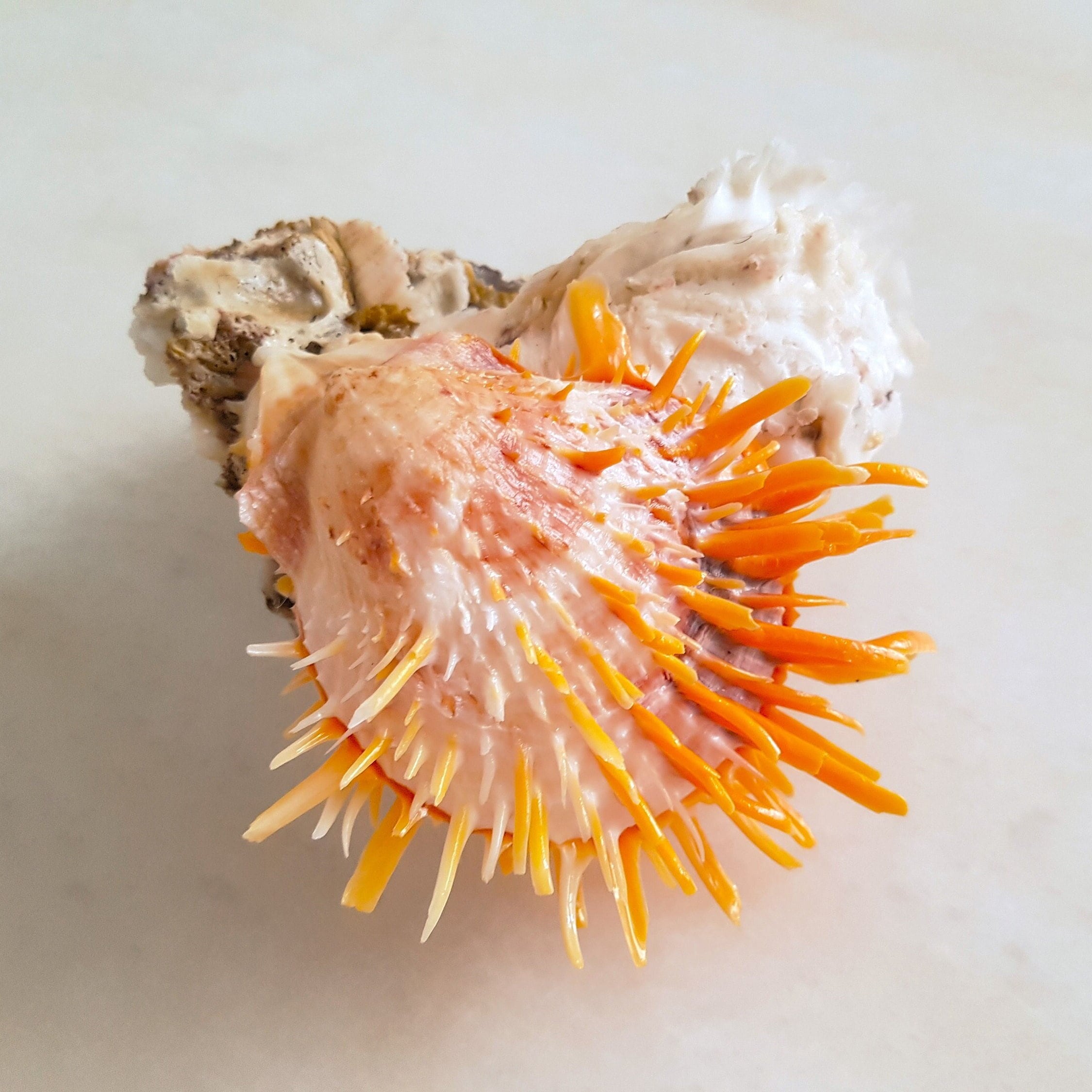 Seashell Spondylus Versicolor | Spondylidae | Thorny Oyster | Natural ...
