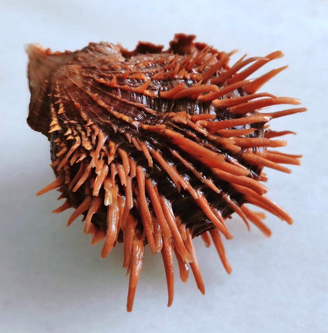 Seashell Spondylus Aurantius Spondylidae Thorny Oyster Natural History ...