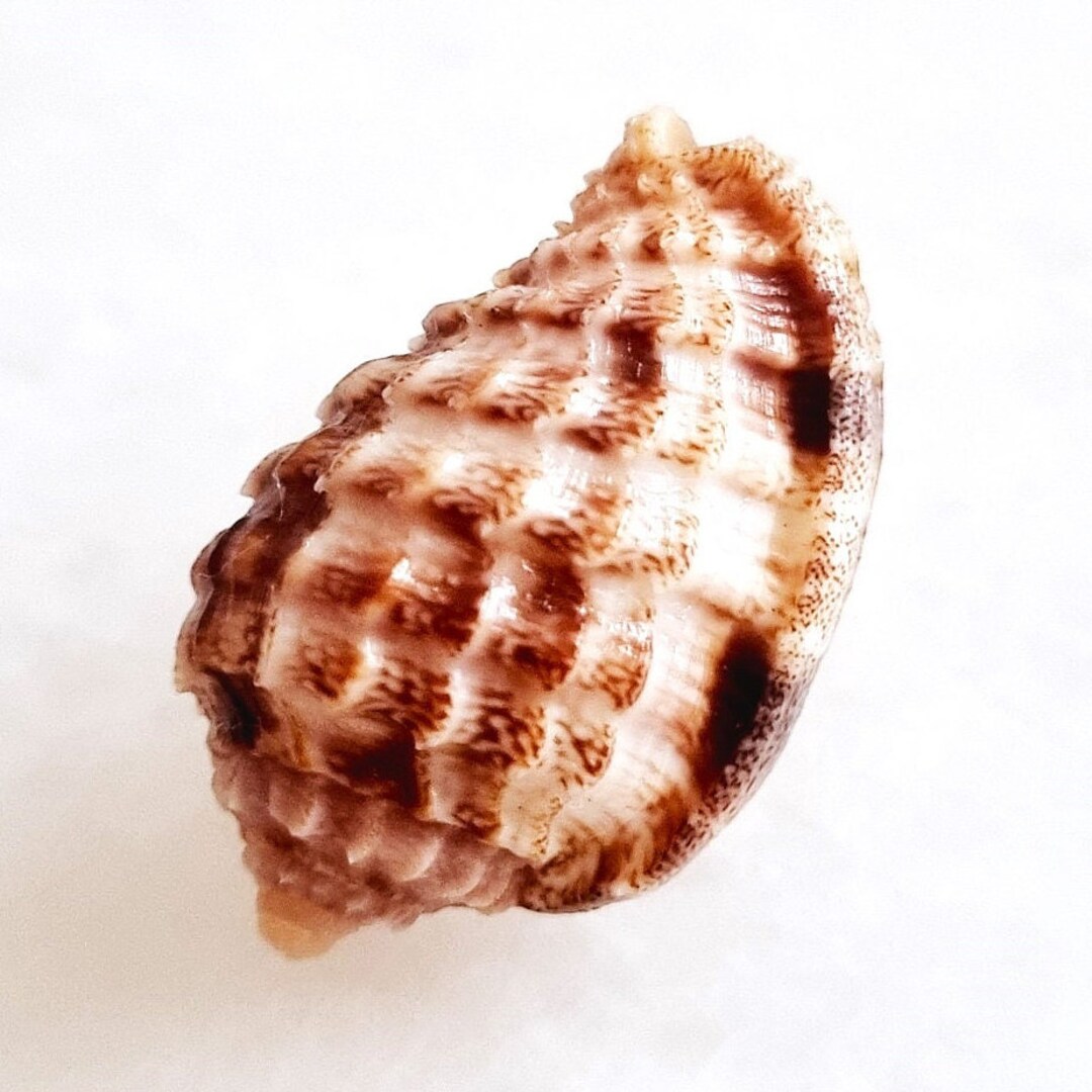 Seashell Morum Matthewsi Harpidae Matthew's Morum Exceptional Purple ...