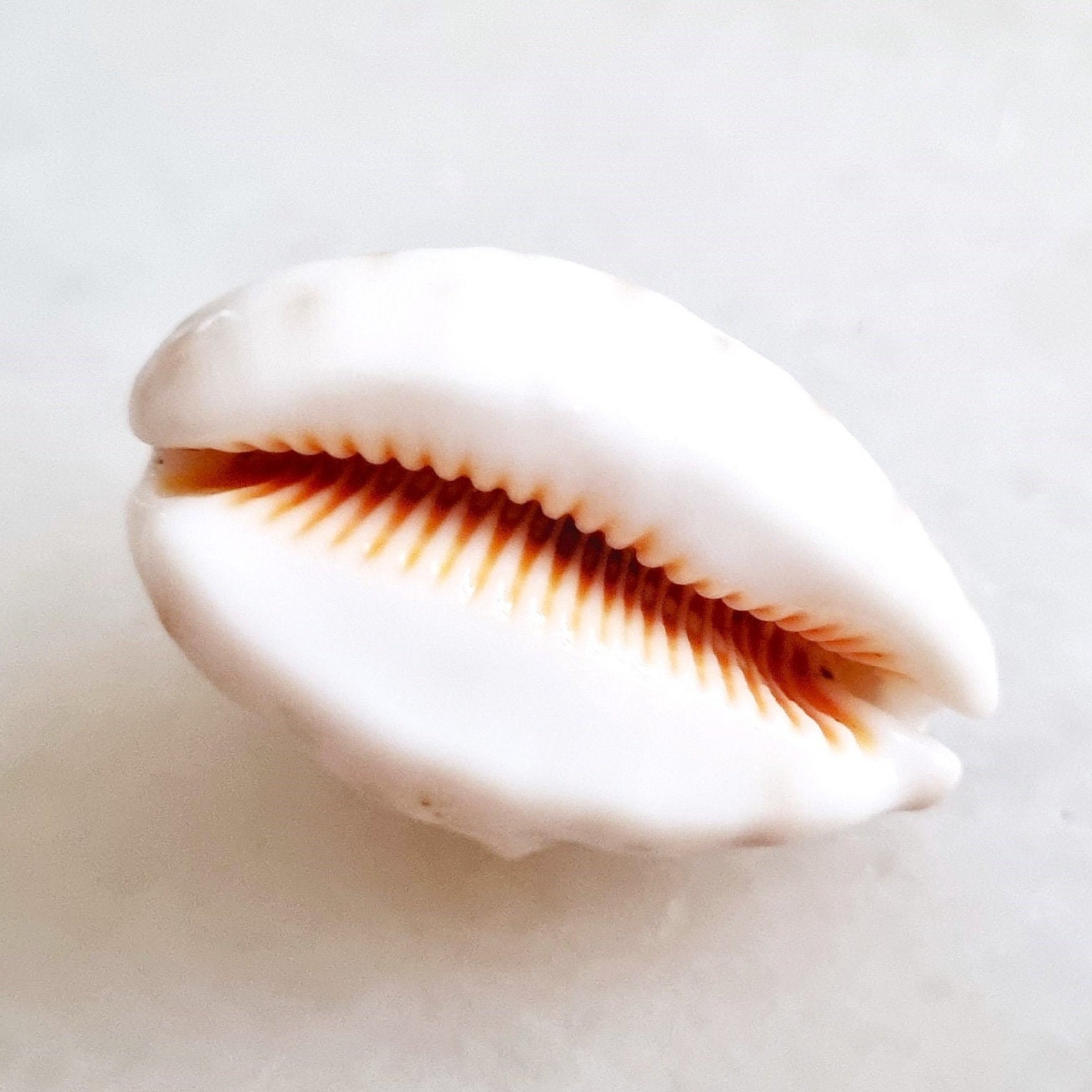 Seashell Cypraea Lynx Cypraeidae Lynx Cowrie Exceptional Aesthetic ...