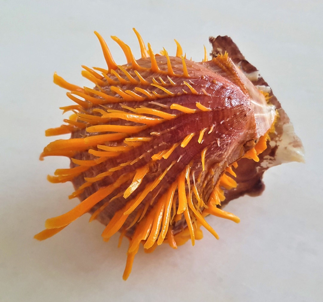 Seashell Spondylus Butleri | Spondylidae | Thorny Oyster | Natural ...