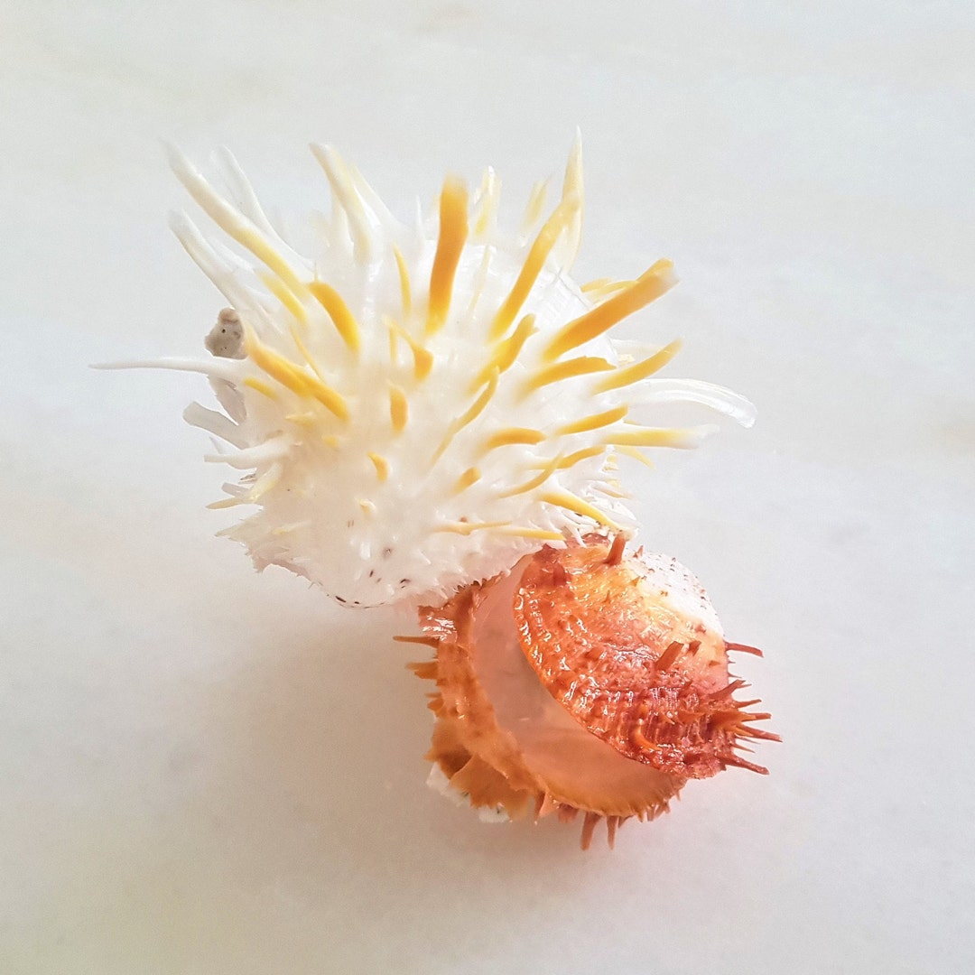Seashell Spondylus Echinatus Zonalis & Fauroti Spondylidae Thorny ...