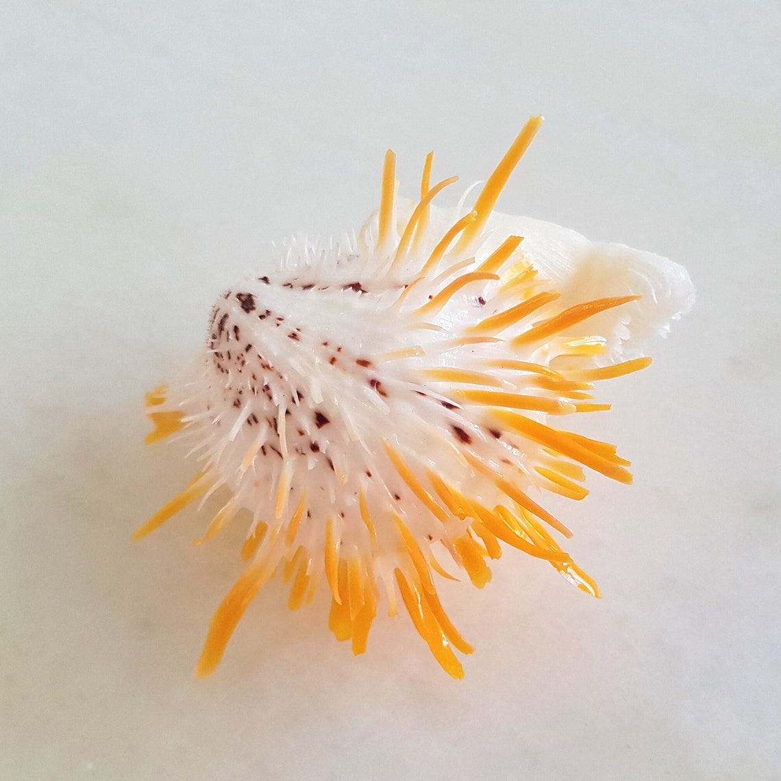 Seashell Spondylus Echinatus Zonalis | Spondylidae | Thorny Oyster ...