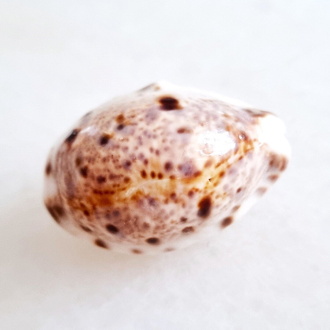Seashell Cypraea Lynx | Cypraeidae | Lynx Cowrie | Exceptional ...