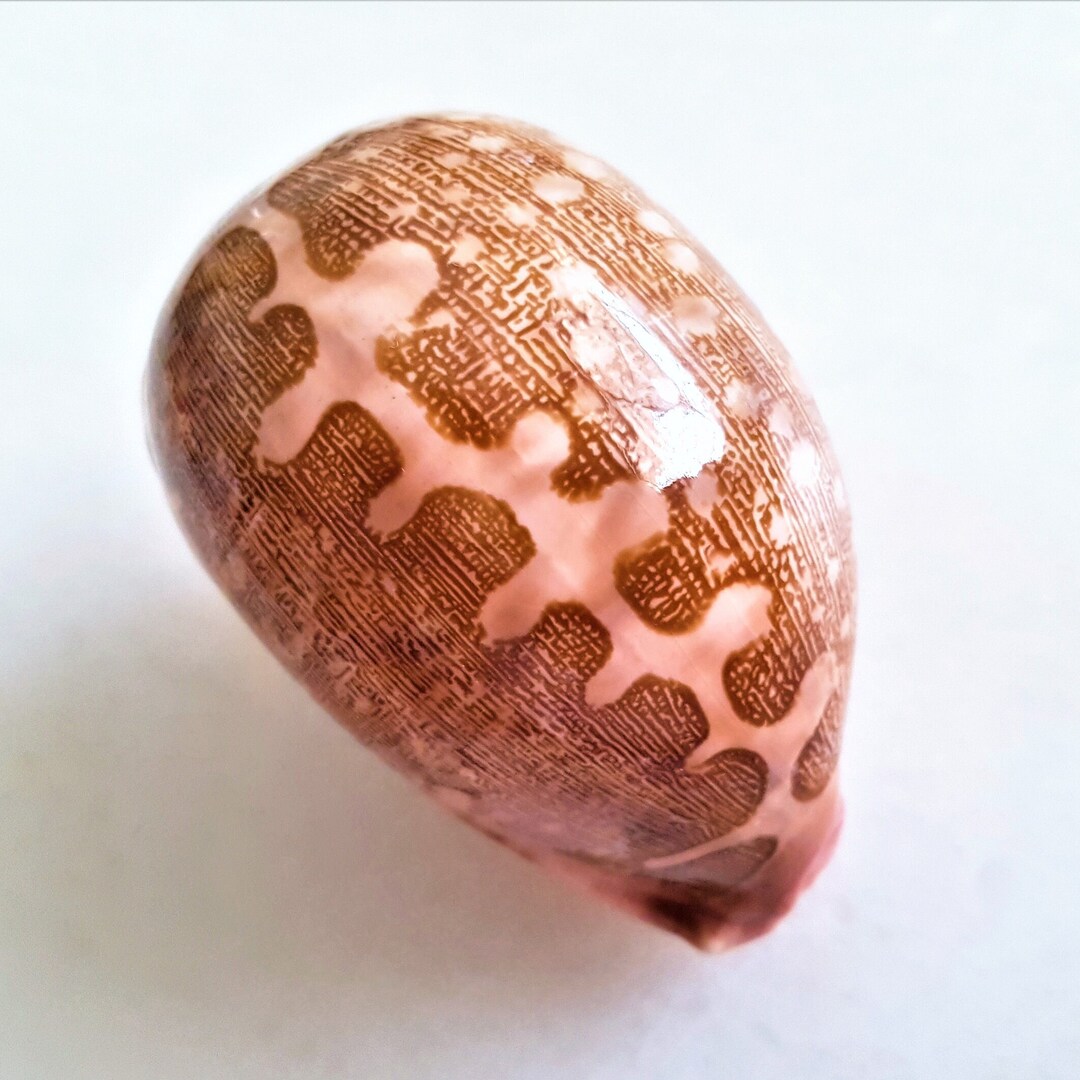 Seashell Cypraea Mappa Mappa Cypraeidae Map Cowrie - Etsy Canada