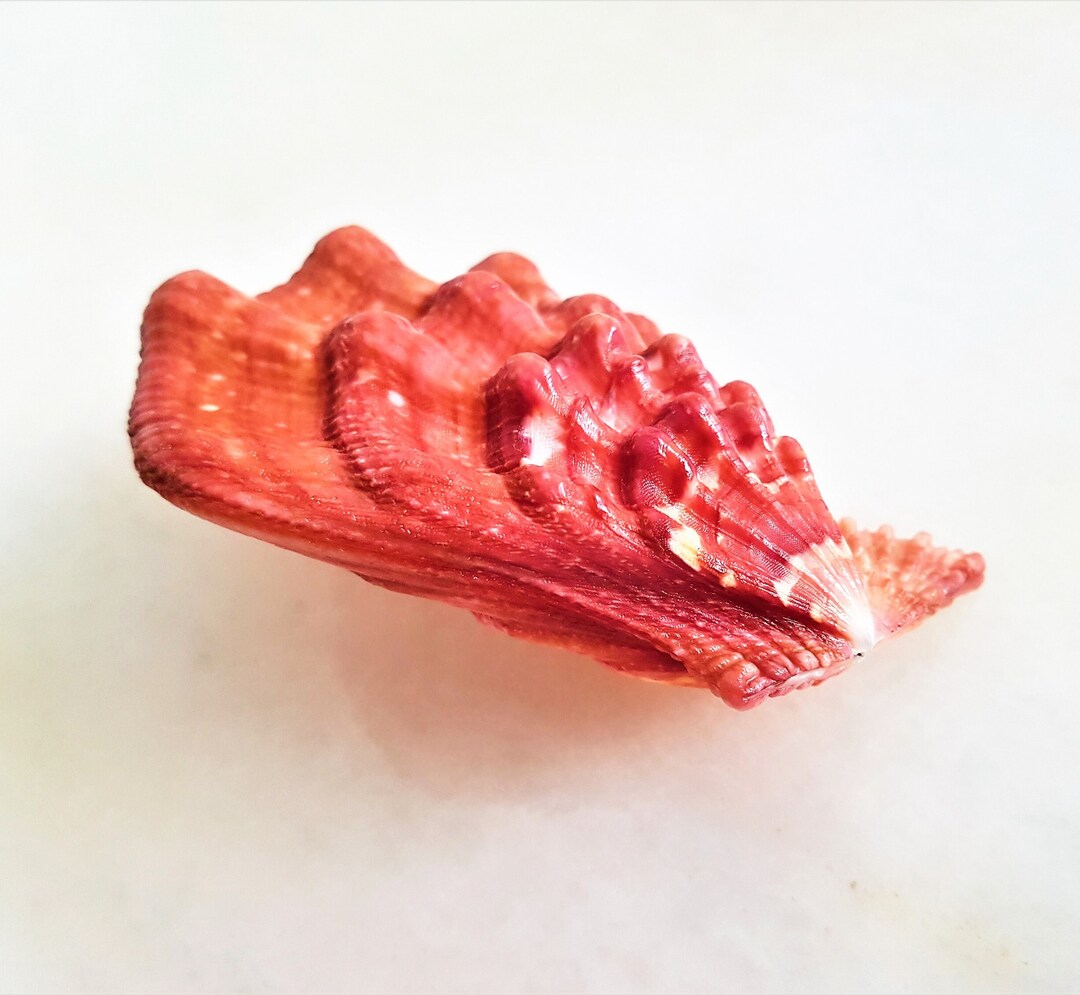 Seashell Swiftopecten Swiftii Pectinidae Swift's - Etsy