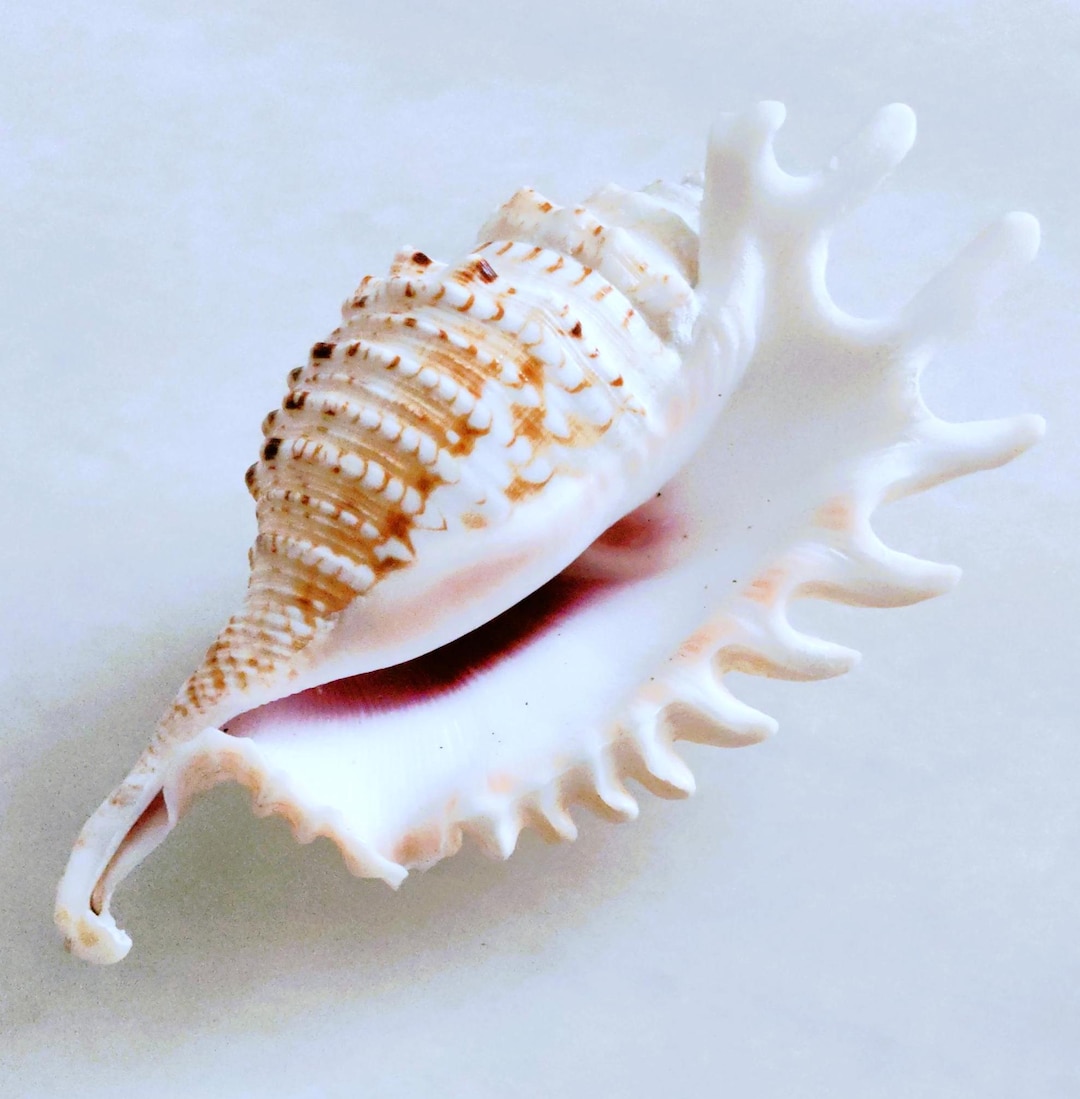 Seashell Lambis Violacea | Strombidae | Violet Spider Conch | Classic ...