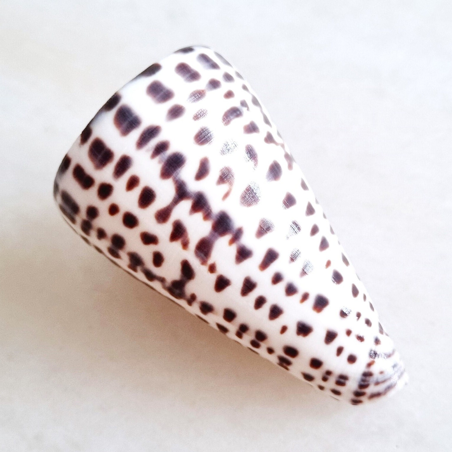 Seashell Conus Leopardus Conidae Leopard Cone Classic Pattern ASMR ...