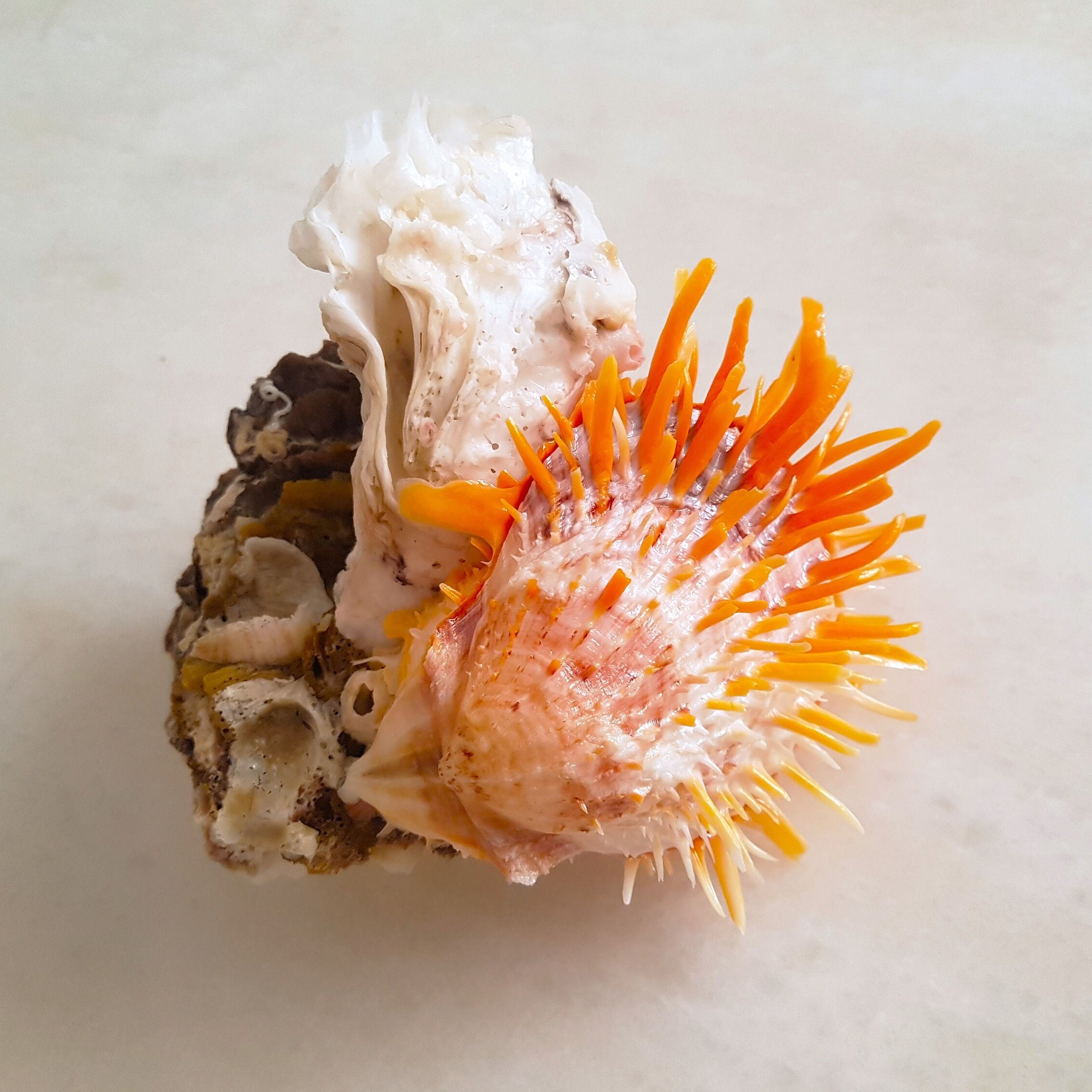 Seashell Spondylus Versicolor | Spondylidae | Thorny Oyster | Natural ...
