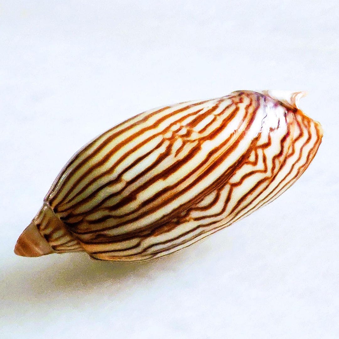Seashell Voluta Amoria Weldensis | Volutidae | Weld's Volute | Western ...