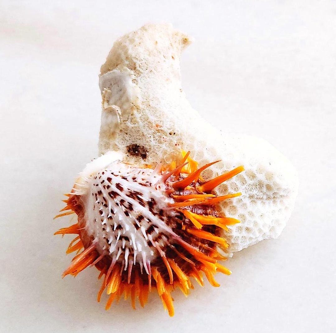 Seashell Spondylus Versicolor | Spondylidae | Thorny Oyster | Brain ...