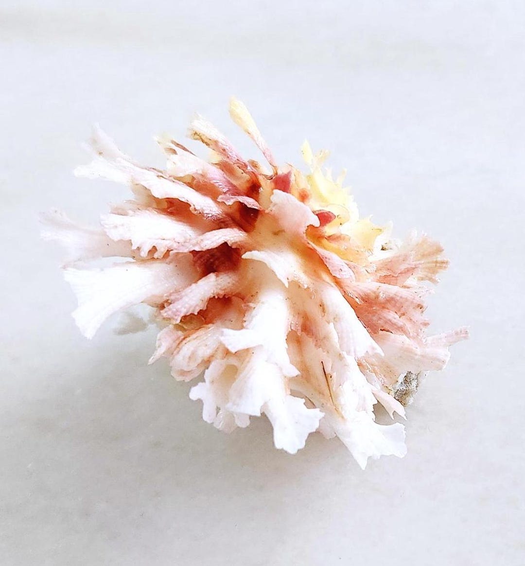 Seashell Chama Lazarus | Chamidae | Lazarus's Jewel Box | Shell - Etsy