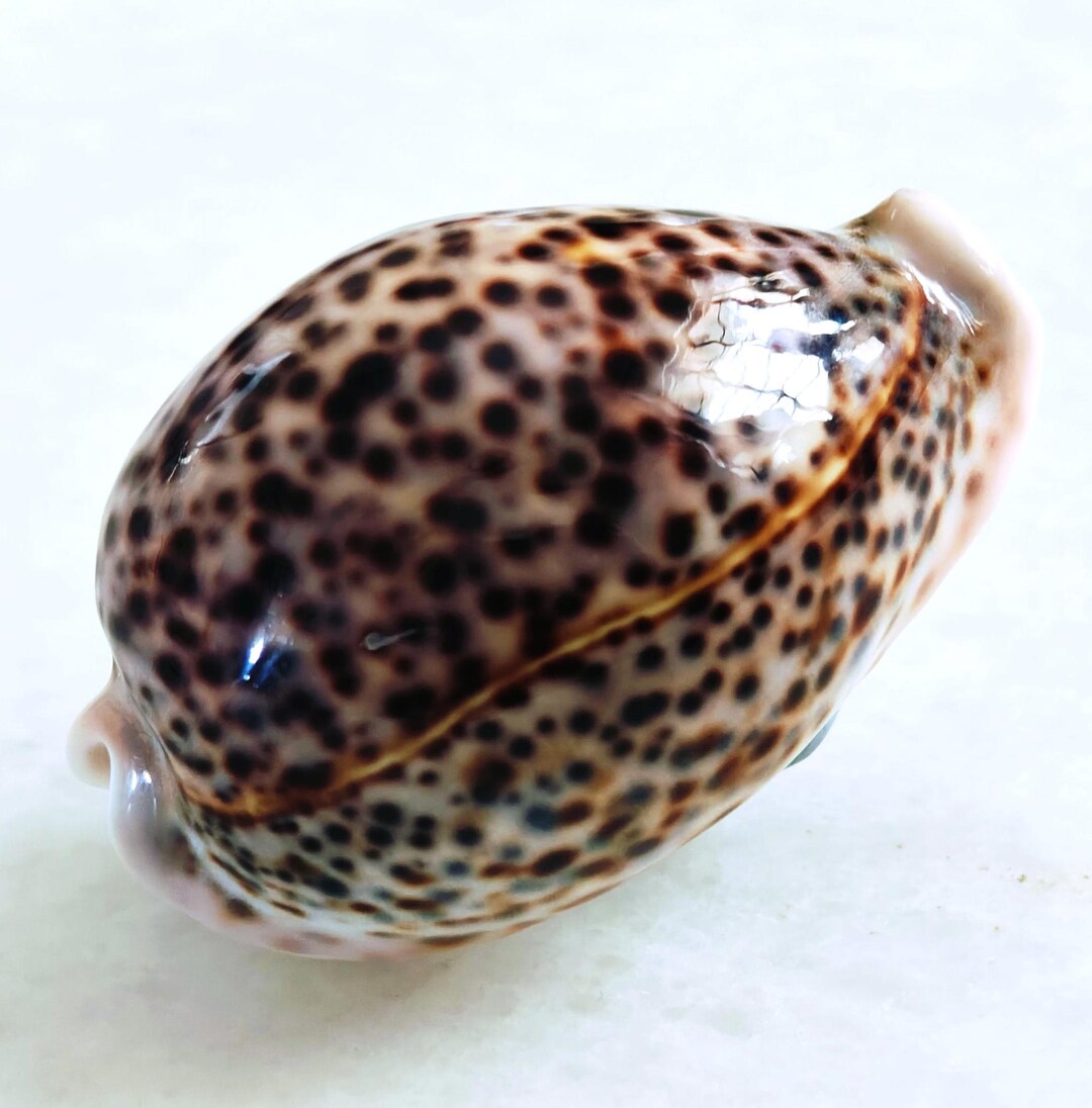 Seashell Cypraea Pantherina Catulus | Cypraeidae | Panther Cowrie ...
