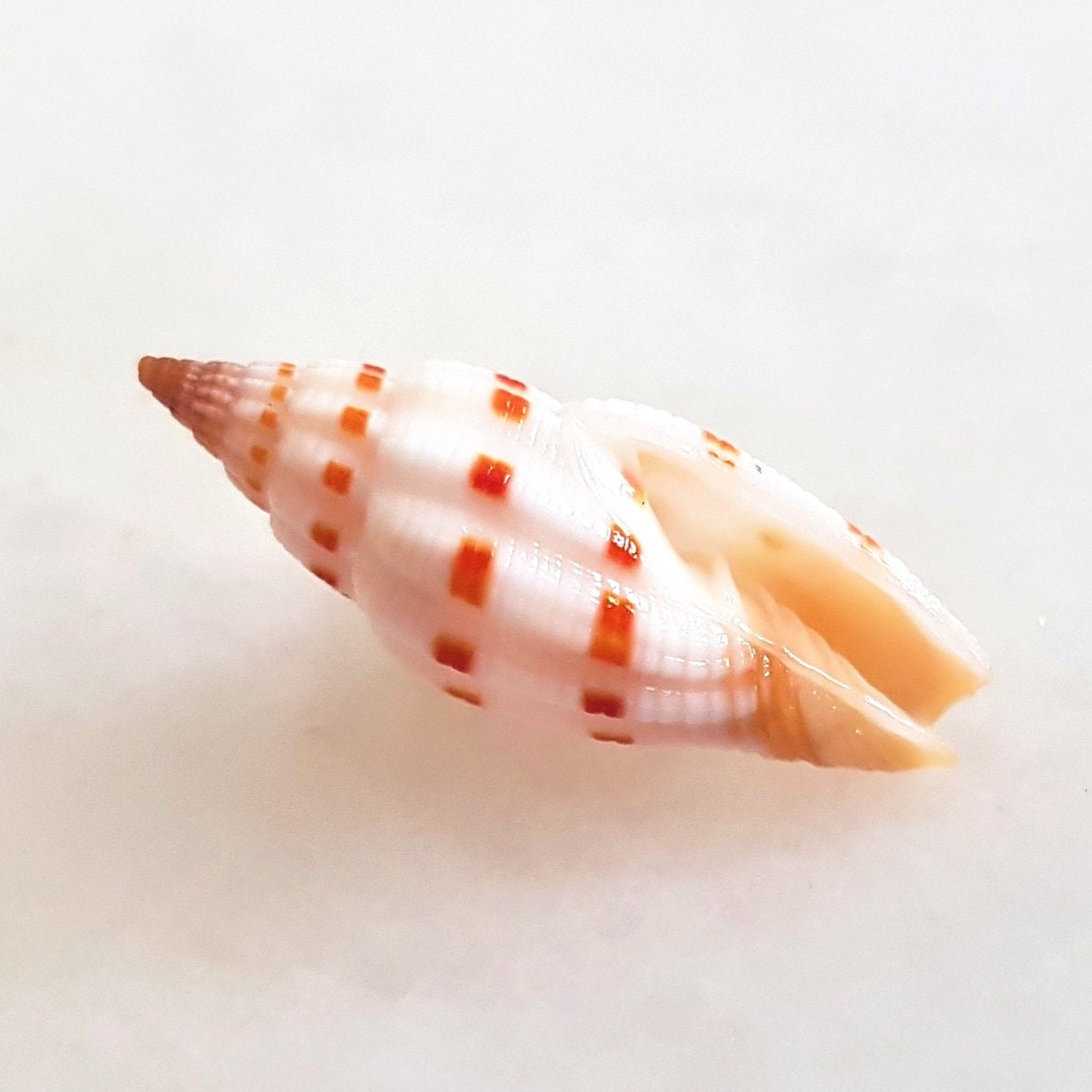 Seashell Vexillum Sanguisuga Stigmataria Costellariidae - Etsy