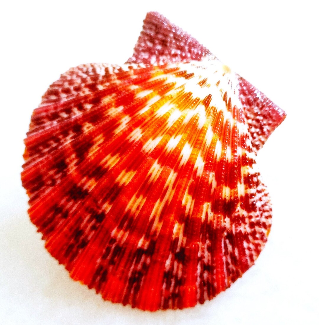 Seashell Pecten Pallium | Pectinidae | Royal Cloak Scallop | Scallop ...