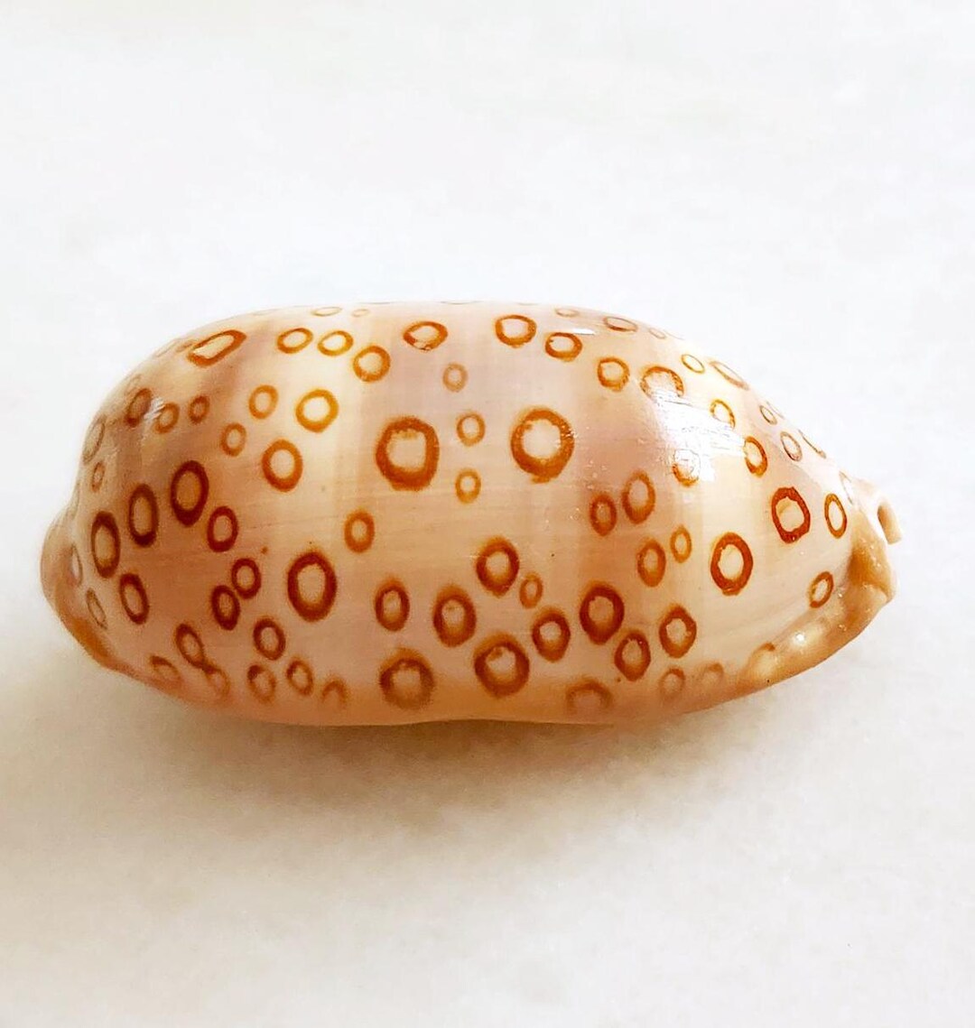 Seashell Cypraea Argus Rariocellata Cypraeidae Hundred Eyed Cowrie ...