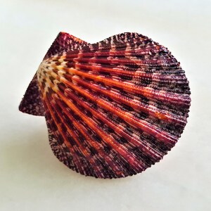 Seashell Pecten Pallium Pectinidae Royal Cloak Scallop Shell - Etsy